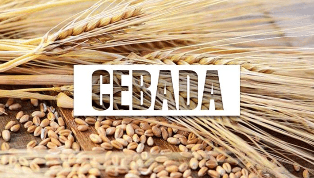 Aprovecha los beneficios de la cebada para tu bebé - Bienestar Cósmico