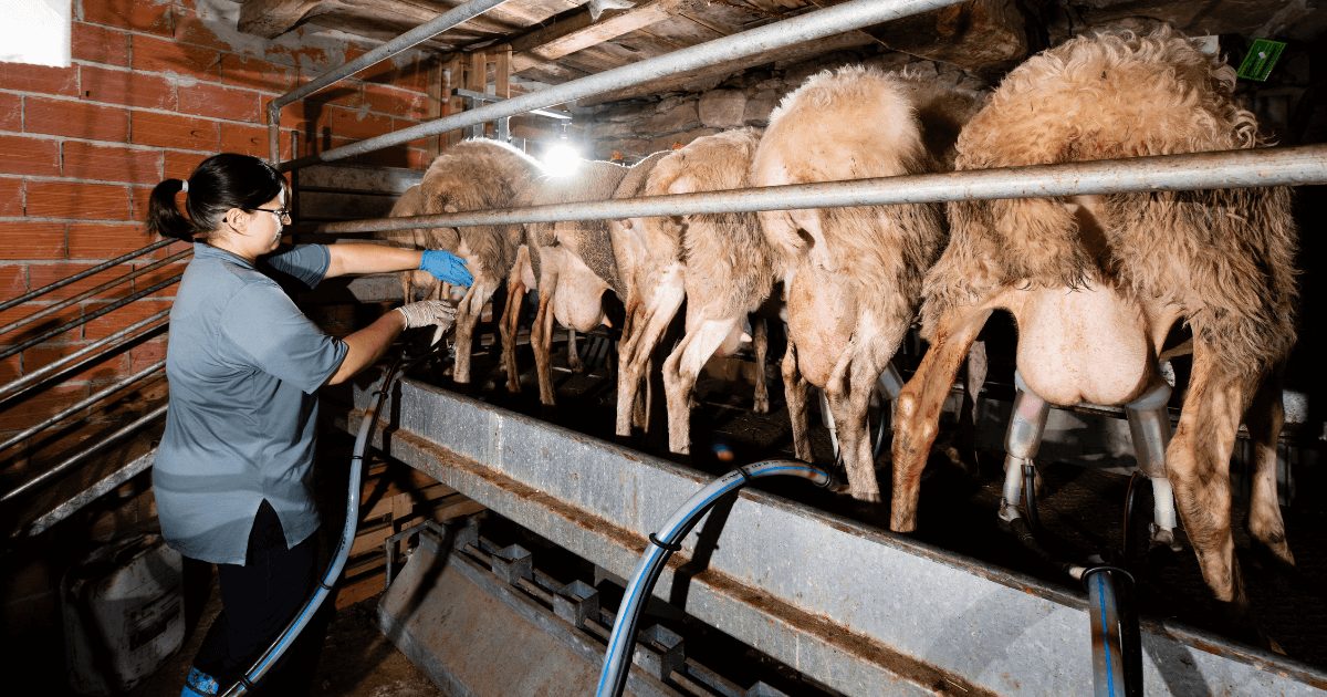 Aprovecha los beneficios de la leche de oveja - Bienestar Cósmico