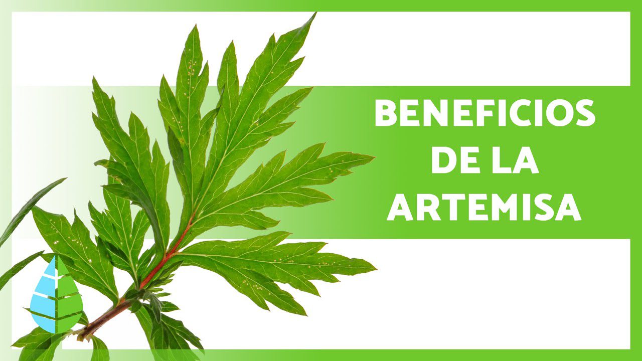 Aprovecha los beneficios de la planta artemisa - Bienestar Cósmico