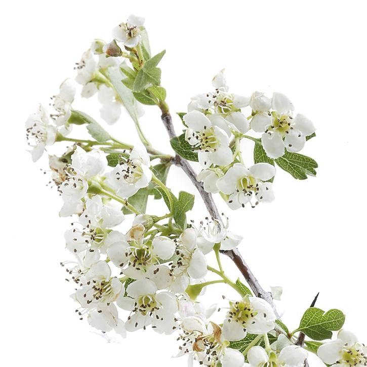 Aprovecha los beneficios del espino blanco – Bienestar Cósmico