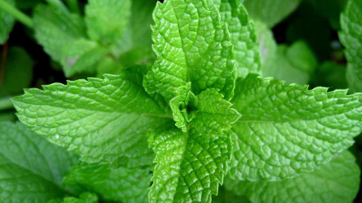 Los increíbles beneficios de la menta para tu cabello – Bienestar Cósmico