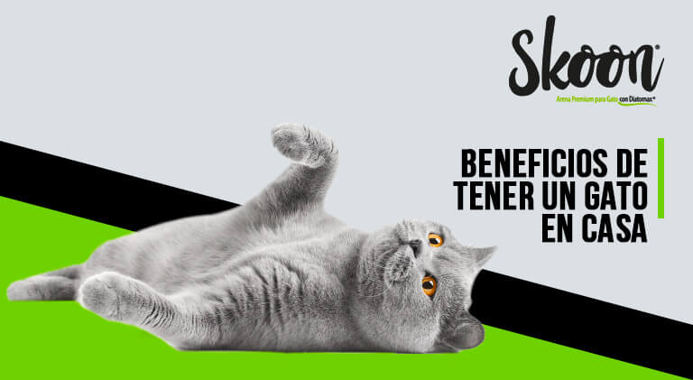 Los increíbles beneficios de tener un gato en casa – Bienestar Cósmico