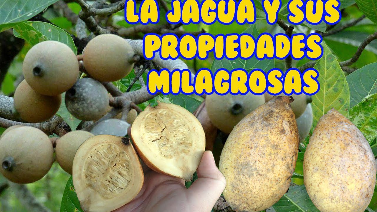 Maximiza tu bienestar con los beneficios de la jagua – Bienestar Cósmico