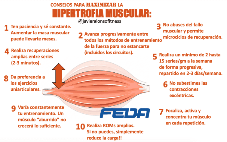 Maximiza tu masa muscular: beneficios de la hipertrofia – Bienestar Cósmico
