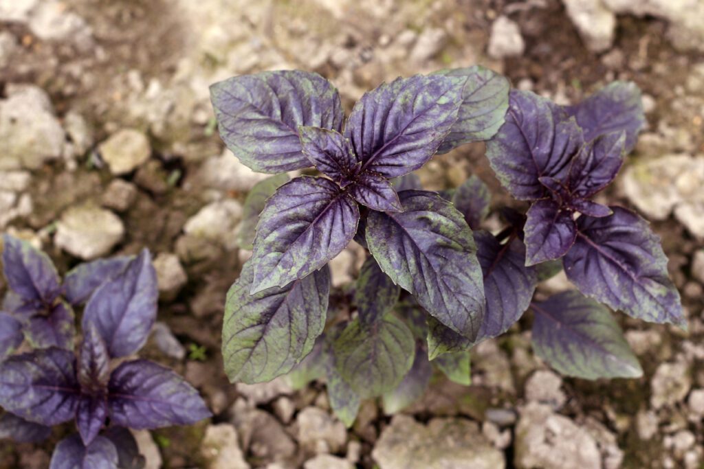 Descubre los beneficios de la albahaca morada - Bienestar Cósmico