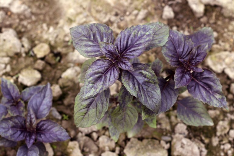 Descubre los beneficios de la albahaca morada - Bienestar Cósmico