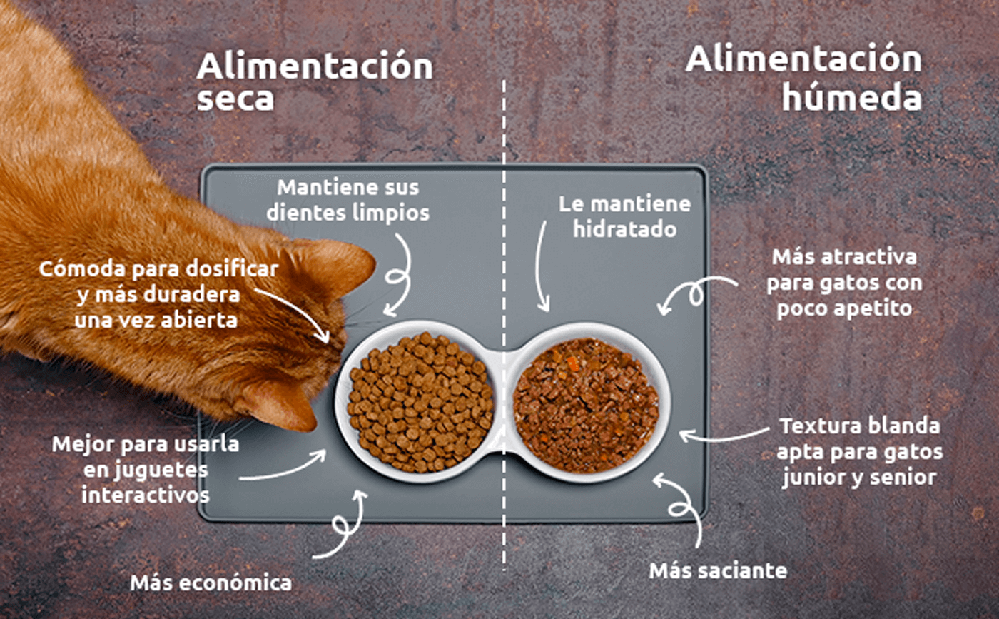 Mejora la alimentación de tu gato con comida húmeda - Bienestar Cósmico