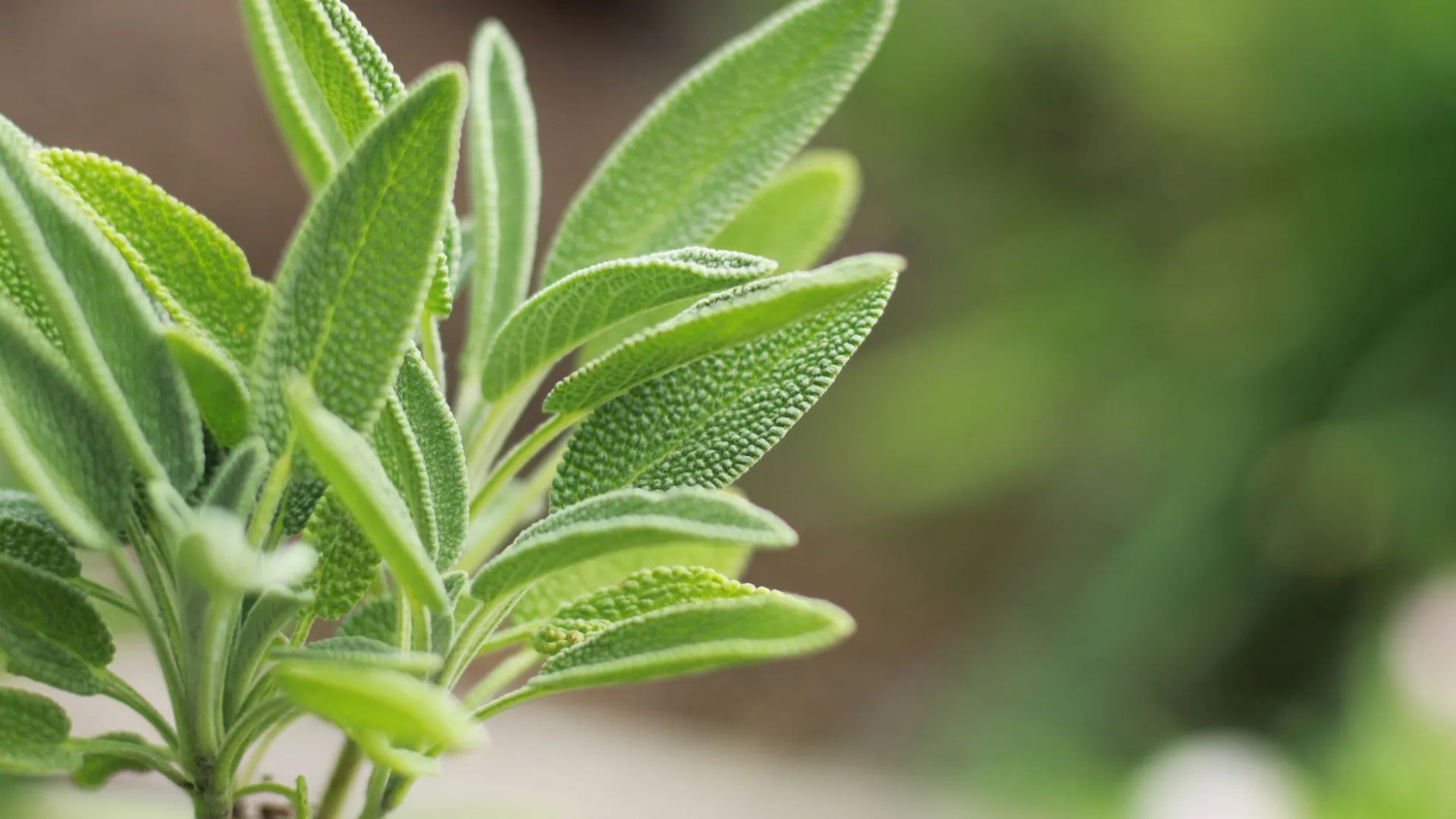 Potencia tu bienestar con la hoja de salvia – Bienestar Cósmico