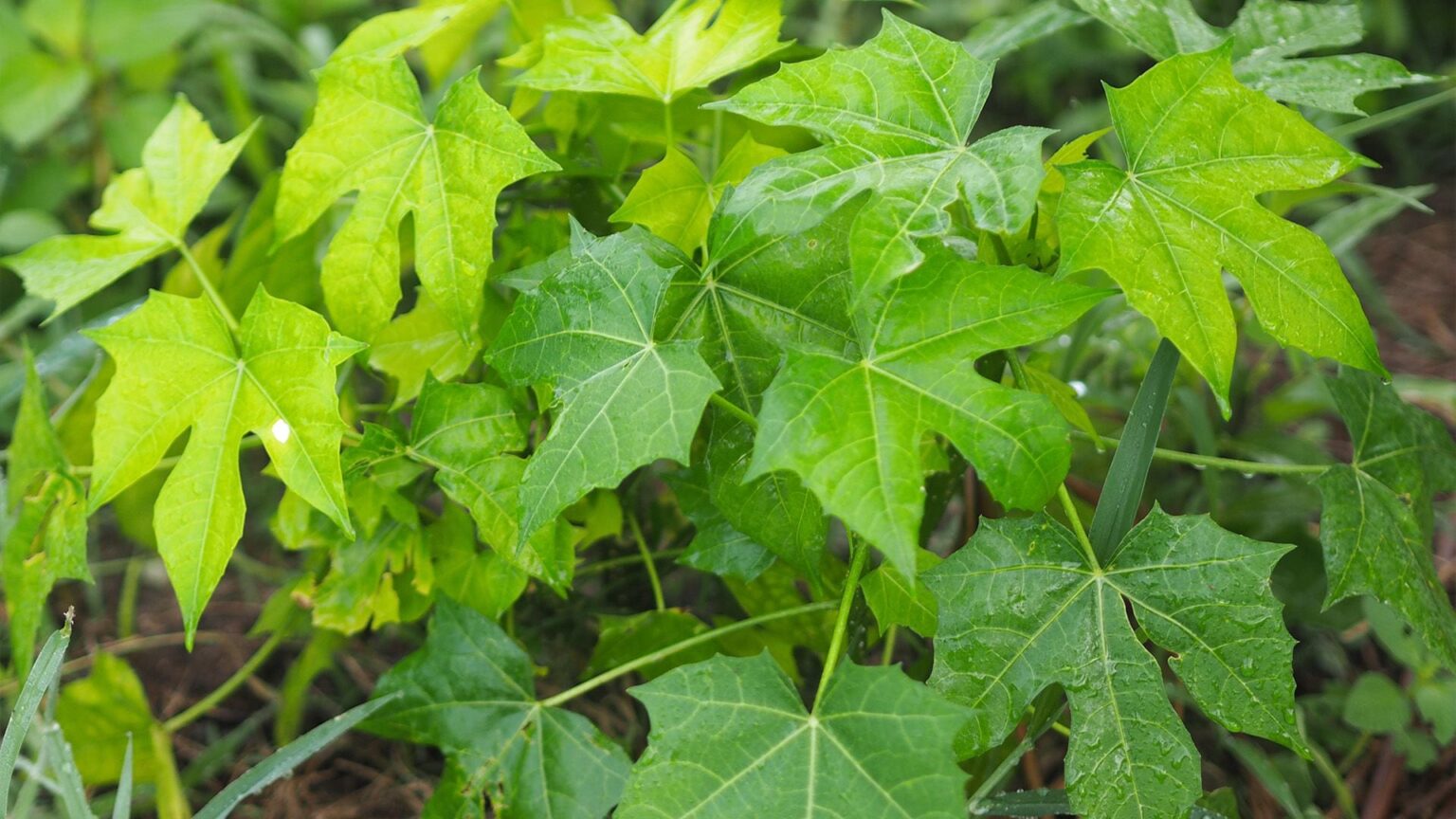 Potencia tu bienestar con los beneficios de la Chaya – Bienestar Cósmico