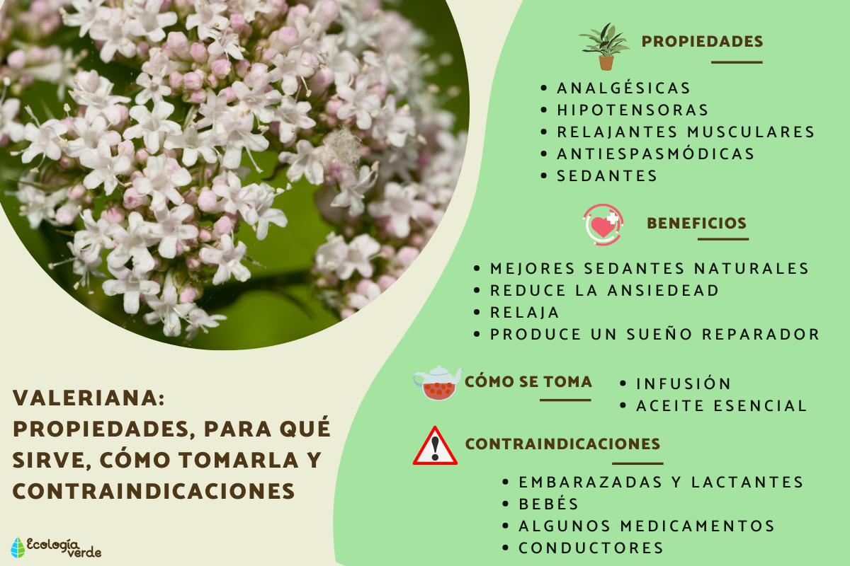 Valeriana: conoce sus beneficios y precauciones – Bienestar Cósmico
